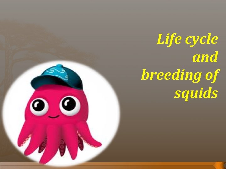 Life cycle and breeding of squids Introduction Phylummolluscs