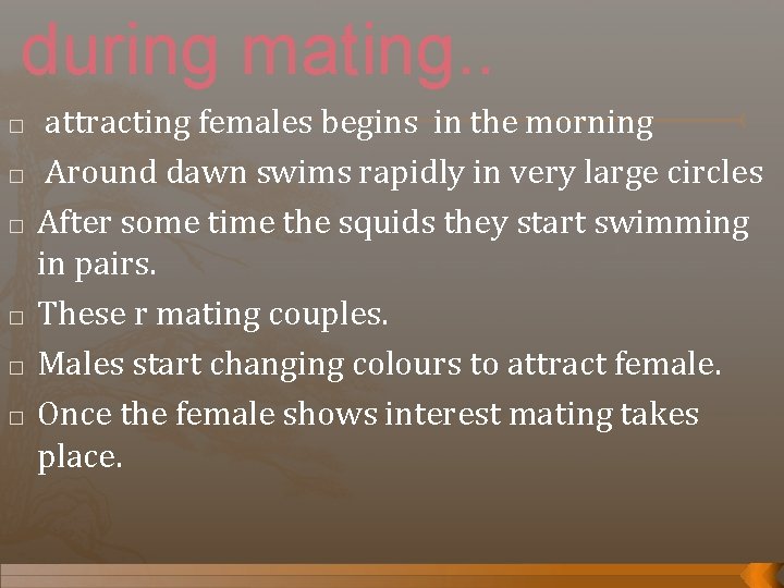 Life cycle and breeding of squids Introduction Phylummolluscs