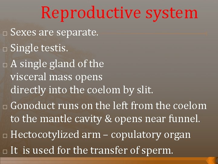 Life cycle and breeding of squids Introduction Phylummolluscs