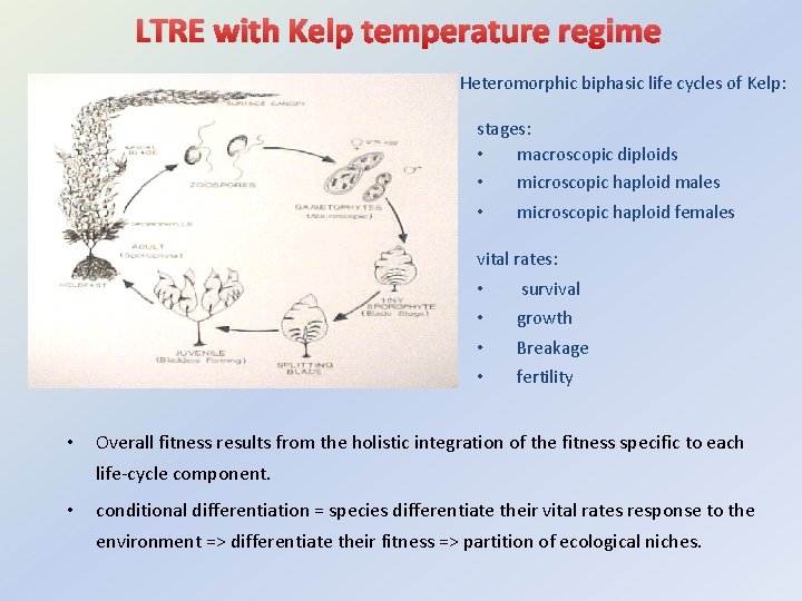 Quantification of conditional differentiation by Life Table Response