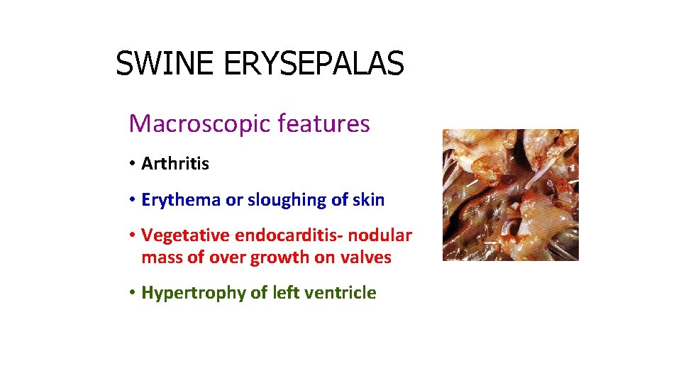 Swine Erysipelas By Dr Pallav Shekhar VCM 605