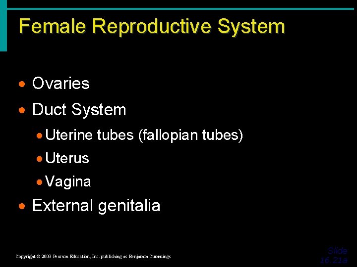 The Reproductive System Female Anatomy Physiology 16 b