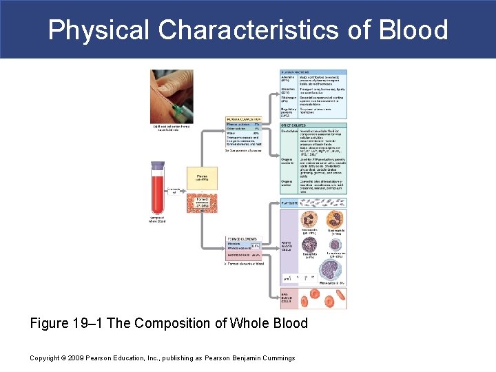 Chapter 19 Blood Power Point Lecture Slides prepared