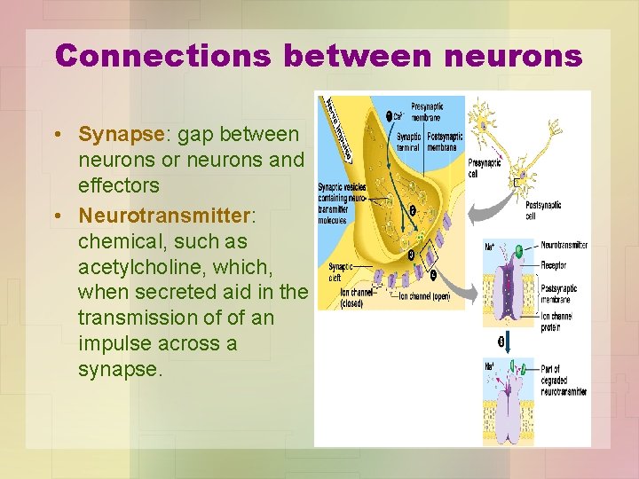 36 1 The Nervous System Section Objectives Analyze
