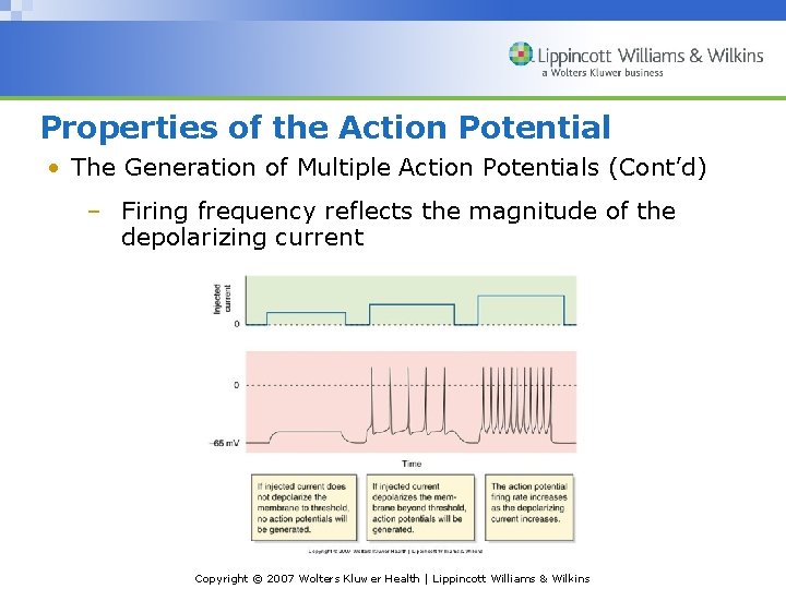 Neuroscience Exploring the Brain 3 e Chapter 4
