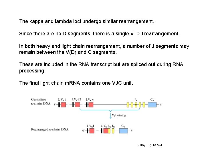 How is antibody diversity generated Two early theories