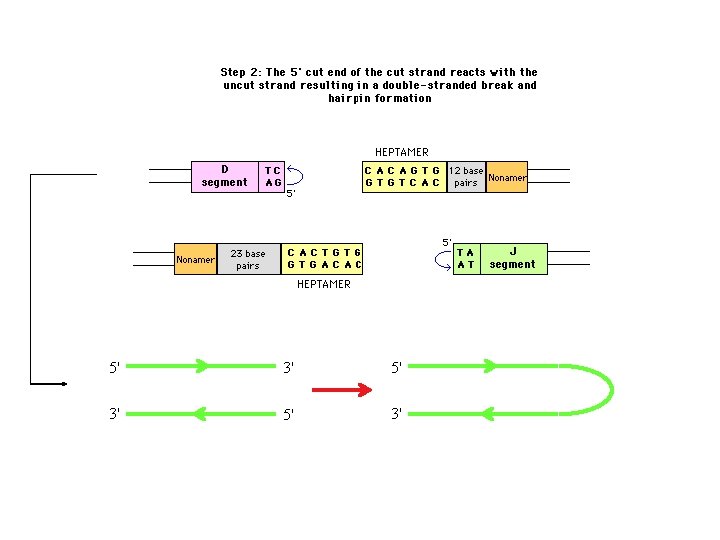 How is antibody diversity generated Two early theories