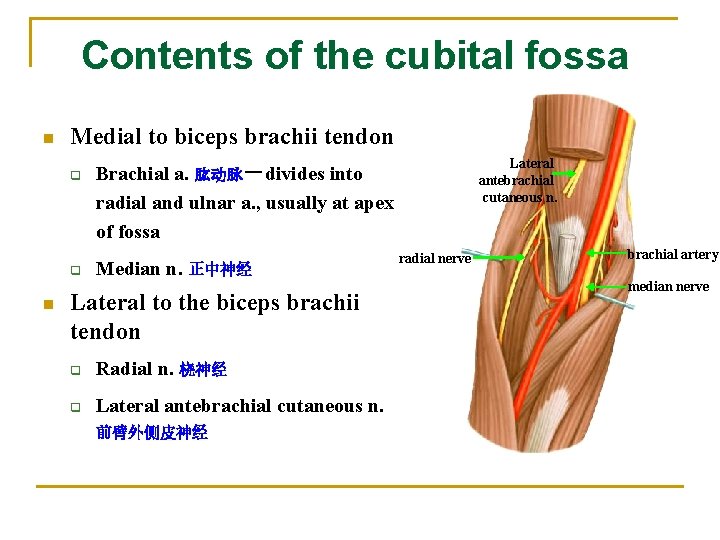 The anterior region of upper limb Department of