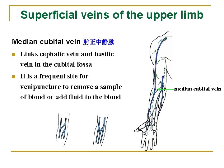 The anterior region of upper limb Department of