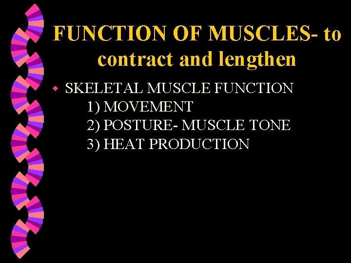 Muscular System Rehab Therapy MUSCULAR SYSTEM w If