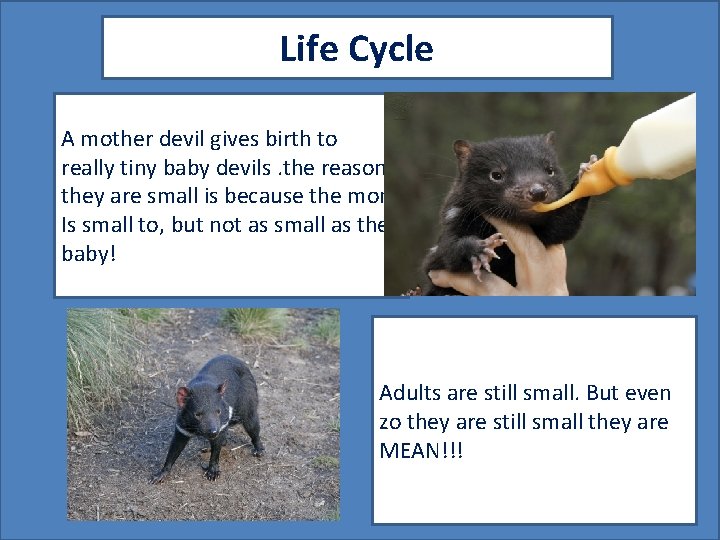 TASMANIAN DEVIL By Aris Batres Animal Facts Description