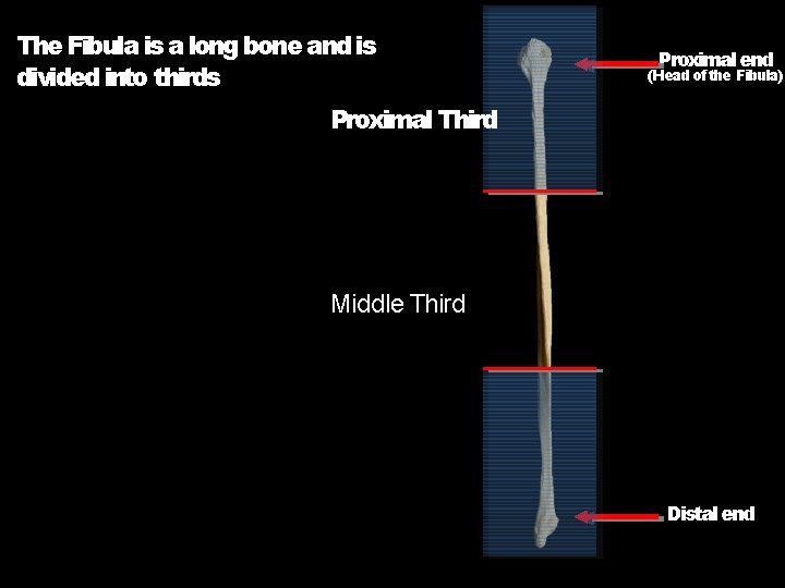 MBBS MC GROSS ANATOMY Prof Dr zubair Dr