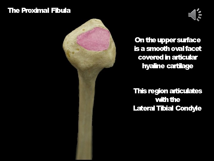 MBBS MC GROSS ANATOMY Prof Dr zubair Dr