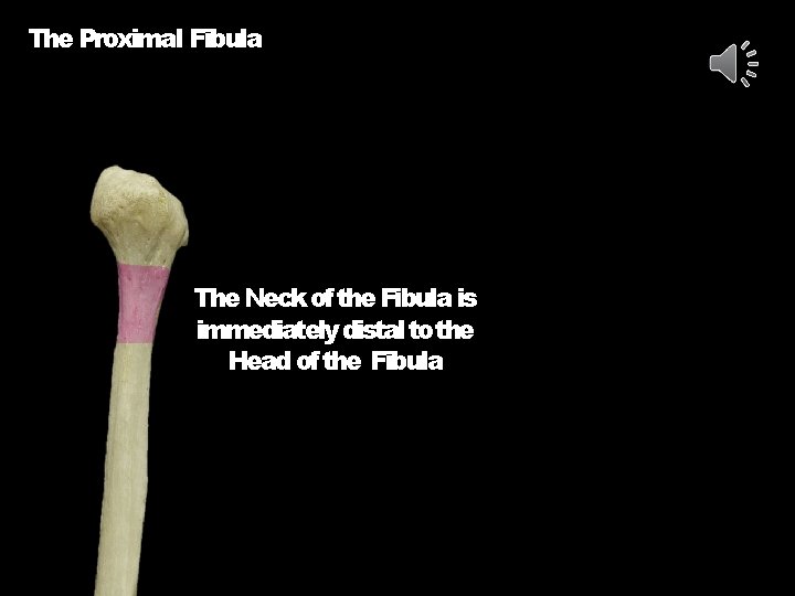 MBBS MC GROSS ANATOMY Prof Dr zubair Dr