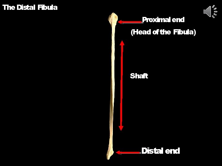 MBBS MC GROSS ANATOMY Prof Dr zubair Dr