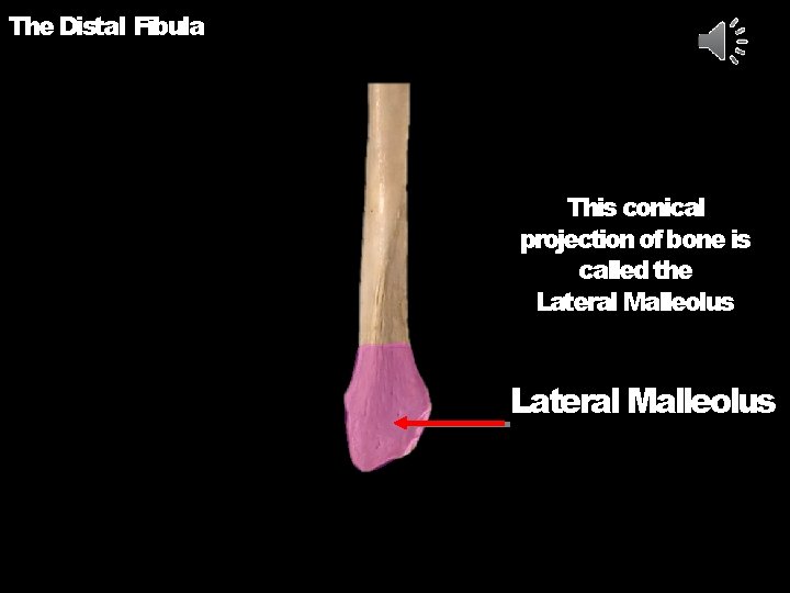 MBBS MC GROSS ANATOMY Prof Dr zubair Dr