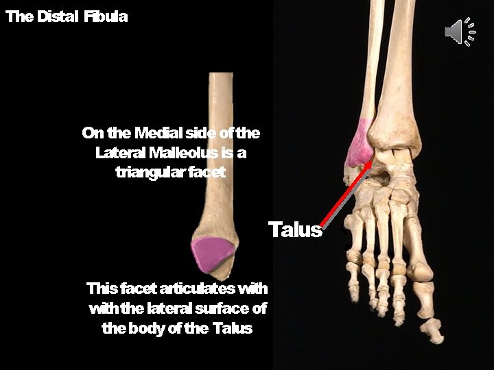MBBS MC GROSS ANATOMY Prof Dr zubair Dr