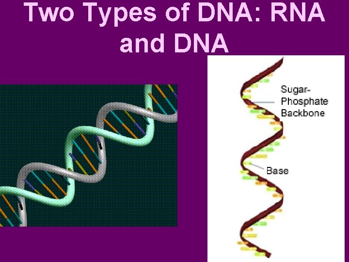 Chapter 11 DNAThe Molecule of Heredity History of