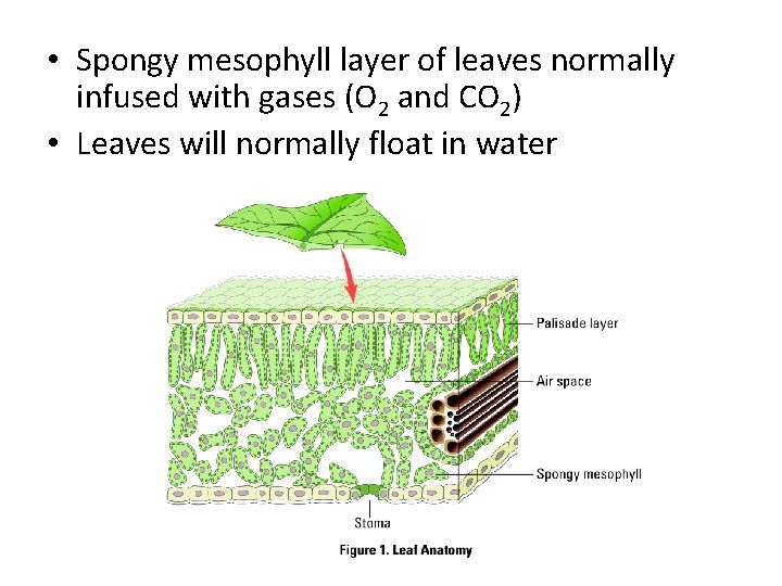 AP Biology Investigation 5 Photosynthesis Lab Notes General