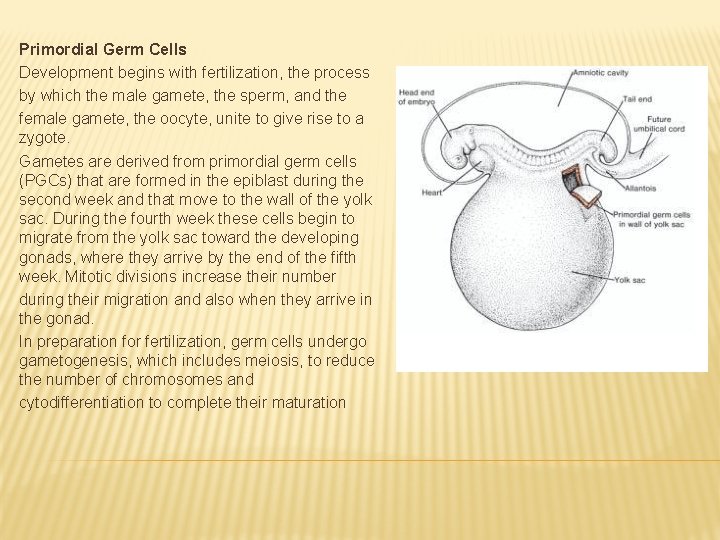 GENERAL EMBRYOLOGY Introduction Developmental Periods Divided into A