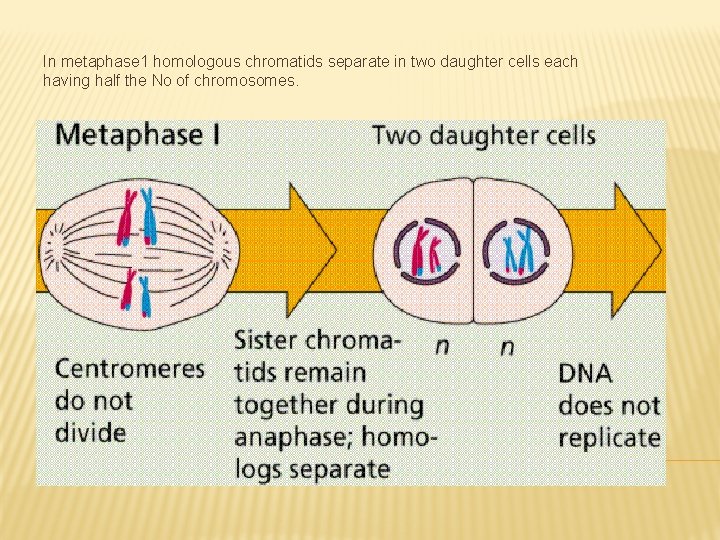 GENERAL EMBRYOLOGY Introduction Developmental Periods Divided into A