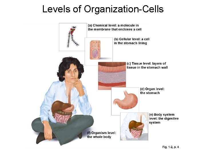 Chapter 1 Homeostasis Recall the concept and components