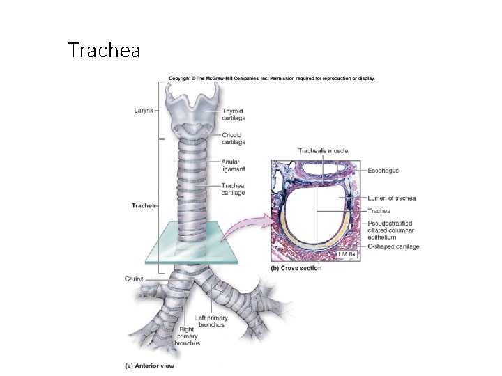 Respiratory System SC 912 L 14 43 Describe