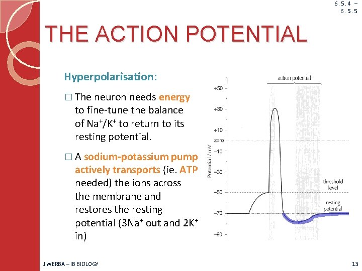 NERVES HORMONES HOMEOSTASIS Topic 6 5 IB Biology