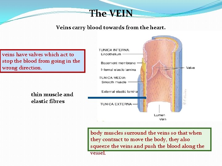 Blood Vessels Clinical Science Team School of Nursing