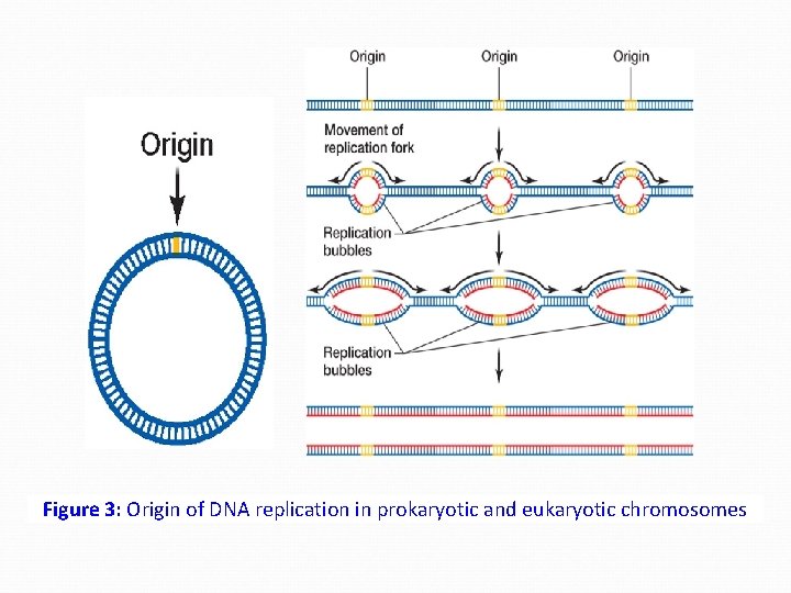 Zoo342 Molecular biology Lecture 2 DNA replication DNA