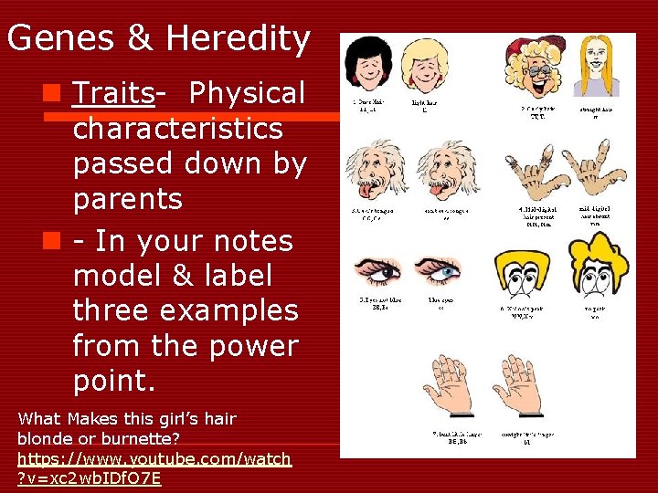 73 B Cell Processes Genetics Part 1 Explain