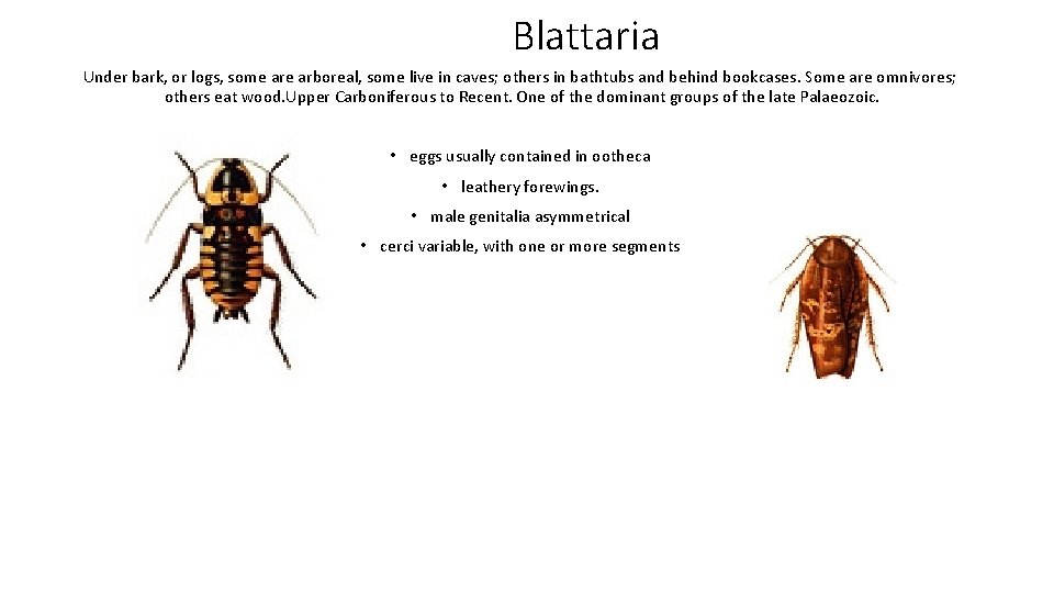 Insect Taxonomic Diversity By ShaRell Mc Neil Insect