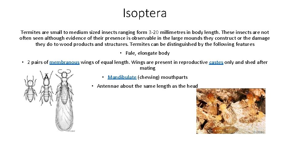 Insect Taxonomic Diversity By ShaRell Mc Neil Insect