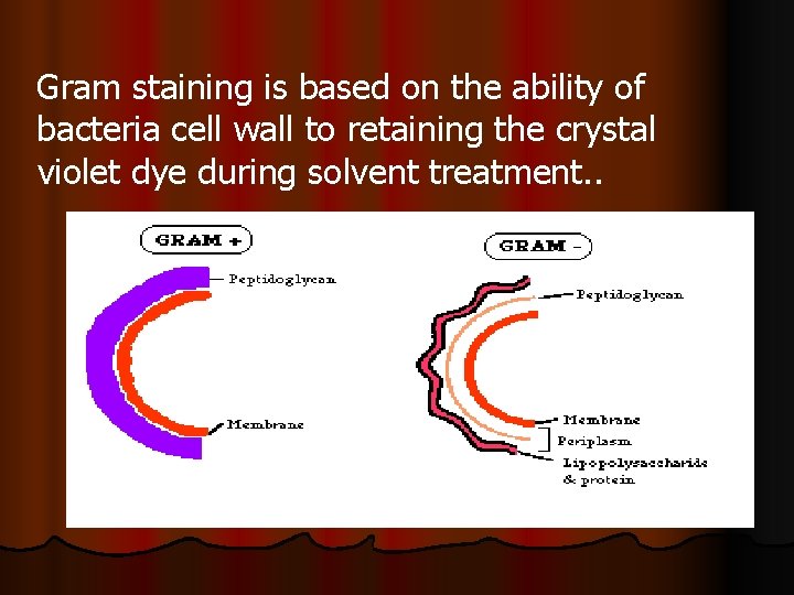 History of the Gram In 1884 Hans Christian
