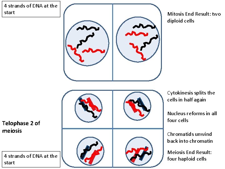 4 strands of DNA at the start Interphase