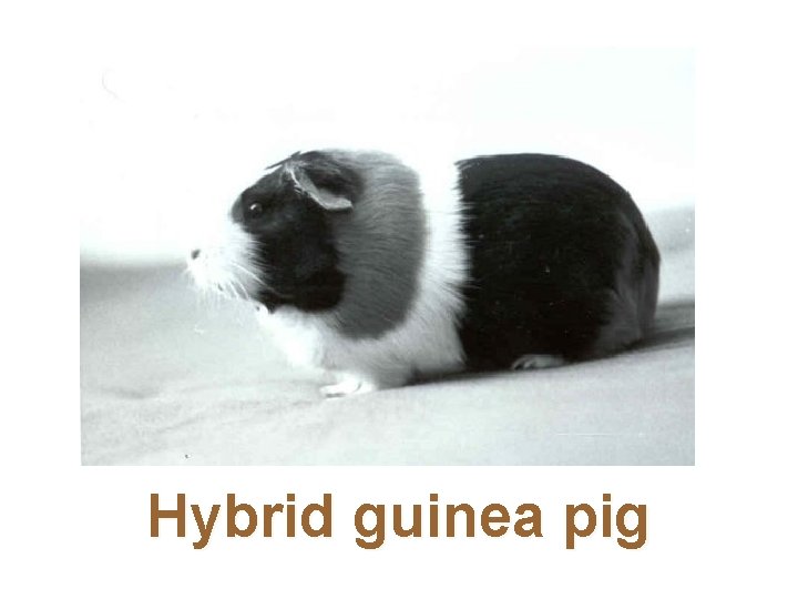 Objectives 1 describe Mendel 2 infer how the