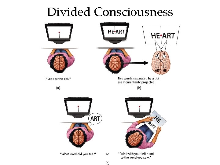 The Divided Brain Chapter 2 Lecture 6 We