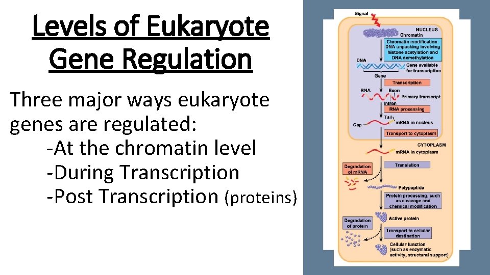 Eukaryote Gene ExpressionRegulation Gene Regulation BIG IDEA Cells