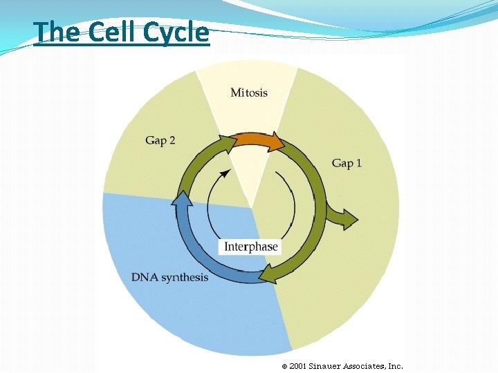 Cell Unit III Cell Division Cell Cycle Transcription