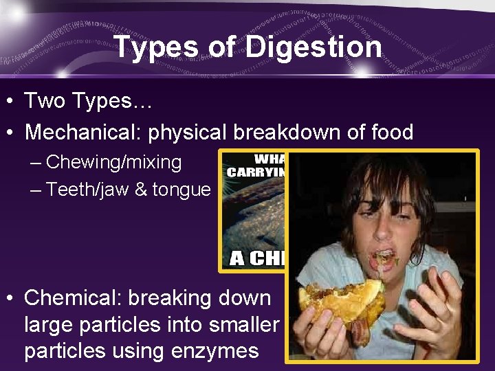 Body Systems The Digestive System The Basics We