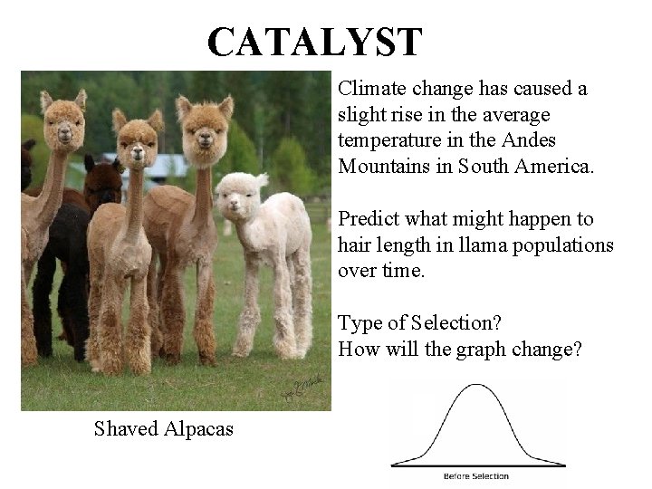 CATALYST Climate change has caused a slight rise