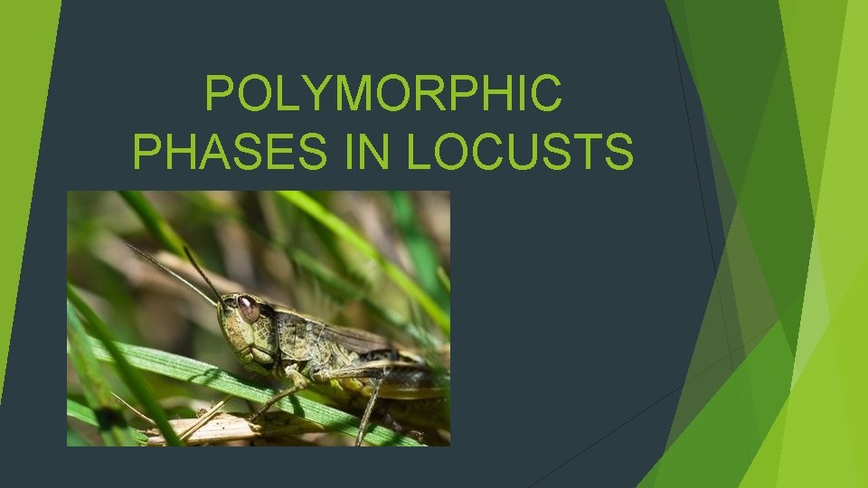 POLYMORPHIC PHASES IN LOCUSTS INTRODUCTION POLYMORPHISM The occurrence