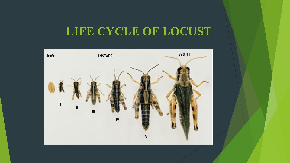 POLYMORPHIC PHASES IN LOCUSTS INTRODUCTION POLYMORPHISM The occurrence