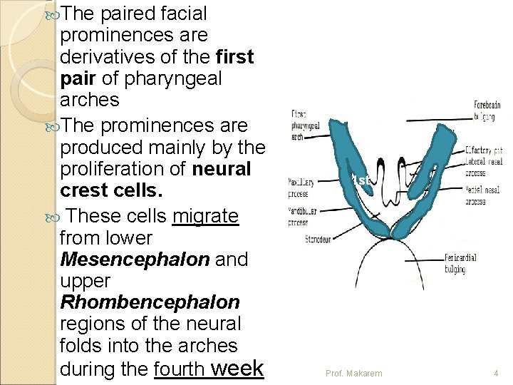 DEVELOPMENT OF FACE NOSE AND PALATE By Prof