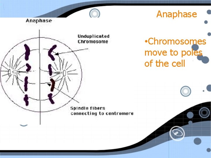 Cell Reproduction 4 1 Cell Growth and Division