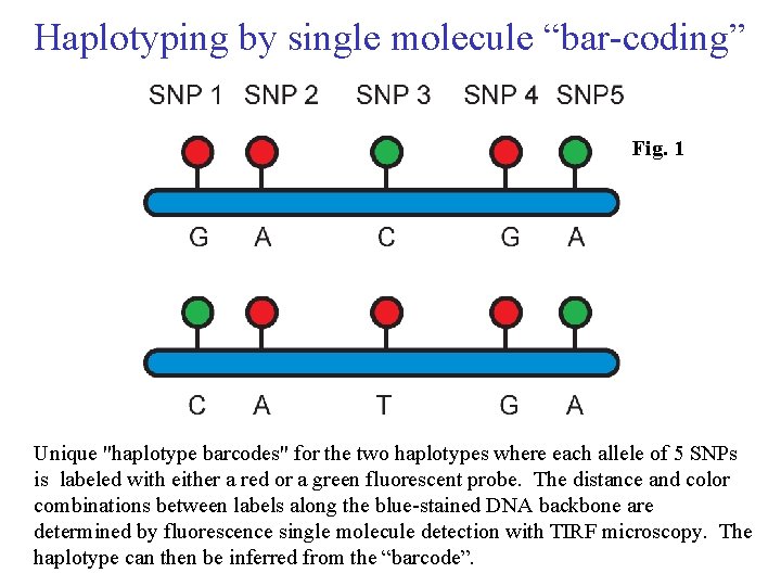 What is Haplotyping T C A G Diploid