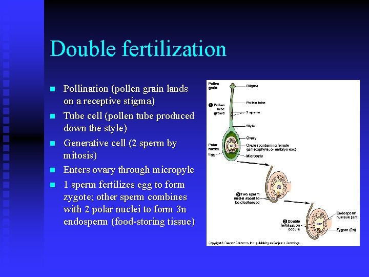 AP Biology Chapter 38 Plant Reproduction and Development
