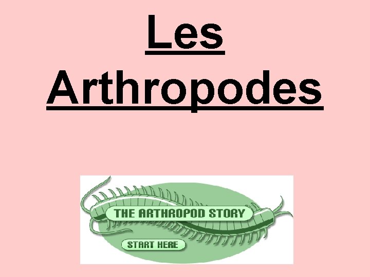 Les Arthropodes Caractristiques des Arthropodes invertbr exosquelette ...