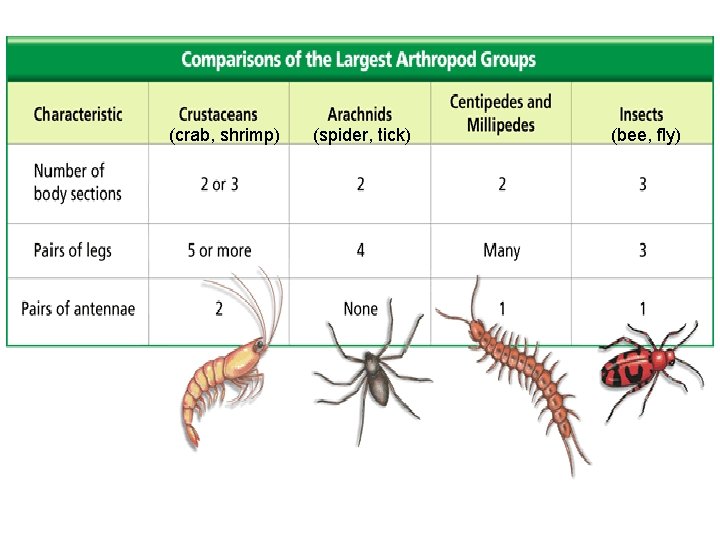 Les Arthropodes Caractristiques des Arthropodes invertbr exosquelette ...