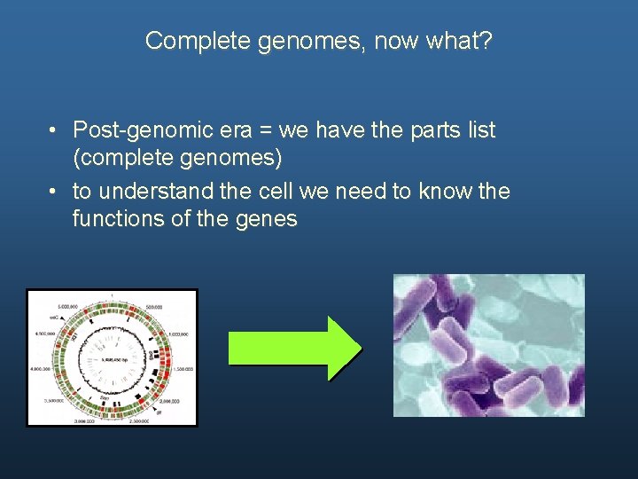 Predicting interactions between genes based on genome Sequence